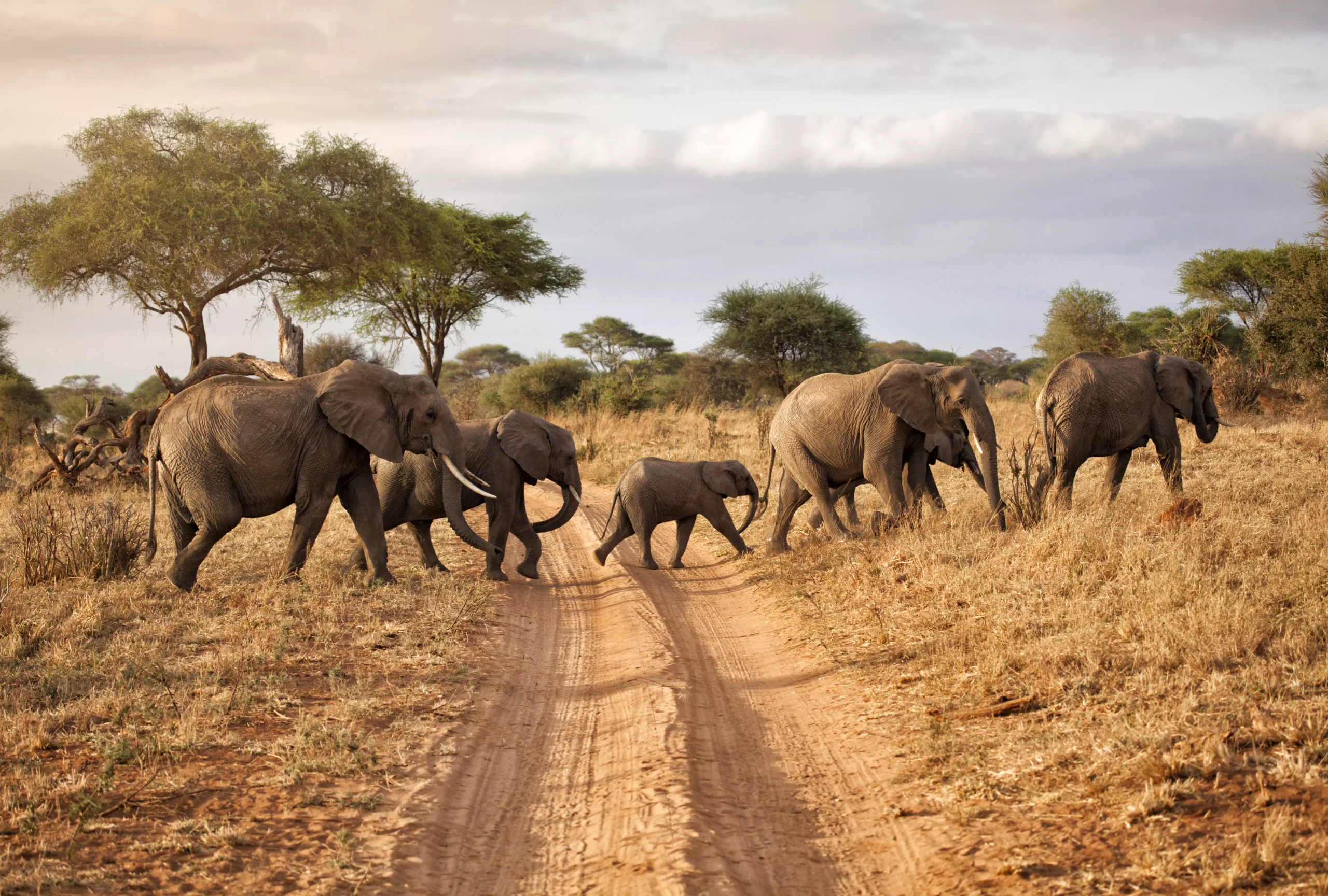 South Africa & Victoria Falls | Tours to Africa