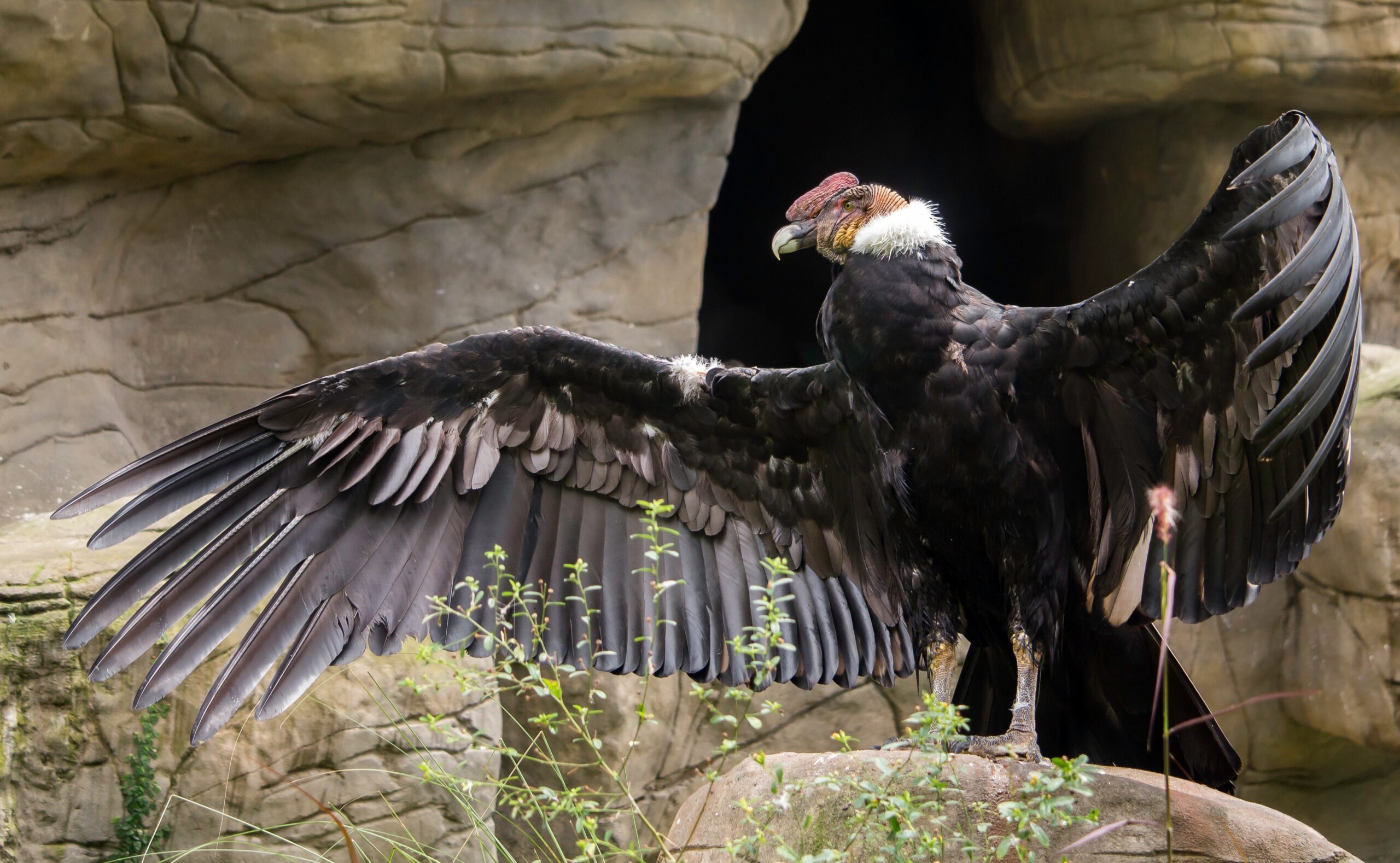 Meet Peru’s Most Fascinating Creatures - Approach Tours